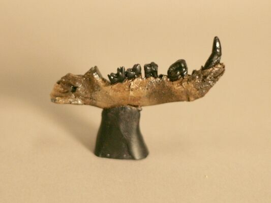 .67" Fossil Didelphodon Canine Tooth - Cretaceous Marsupial Mammal ...