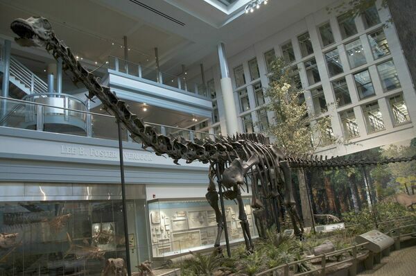 67" Mounted Diplodocus Front Leg - Awesome Display (#35167) For Sale ...