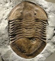 List of State Fossils - FossilEra.com