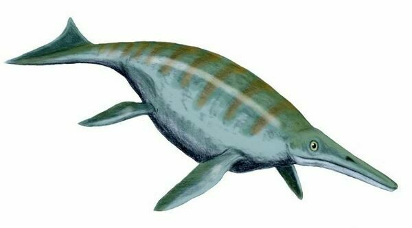 Nevada State Fossil - Ichthyosaur (Shonisaurus popularis) - FossilEra.com