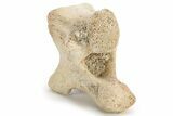 Eocene-Aged Fossil Sea Snake (Palaeophis) Vertebrae - Morocco For Sale ...
