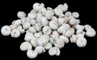 FossilEra Merchandise - FossilEra.com