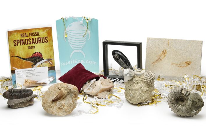Holiday Fossil Gift Box - Large Size For Sale - FossilEra.com