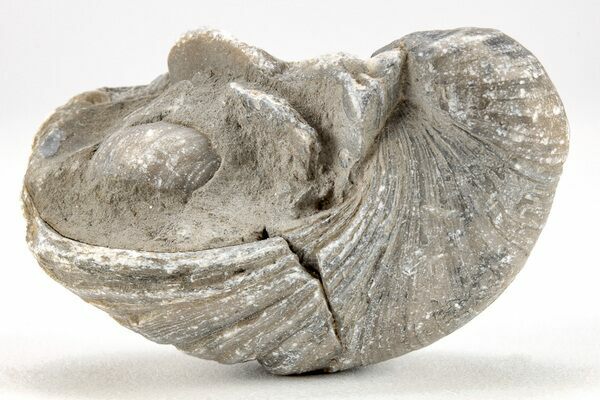 Devil's Claw Fossil Store | emergencydentistry.com