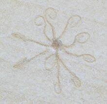 Floating Crinoid Saccocoma From Solnhofen For Sale (#2212) - FossilEra.com