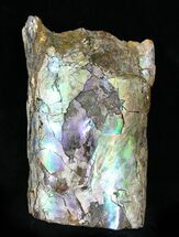 14" Baculite & Ammonite Specimen - South Dakota For Sale (#6099 ...