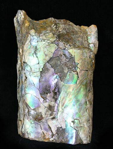 Brilliantly Iridescent, 4.2" Baculites Section - South Dakota (#22803 ...