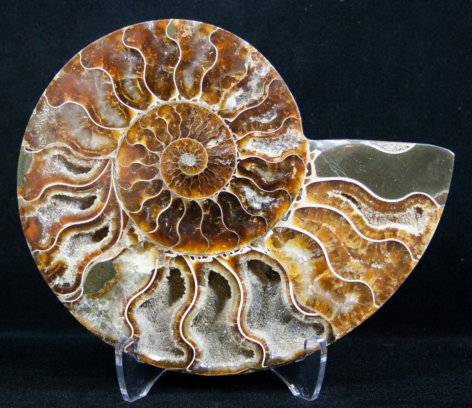 5.6 Inch Split Ammonite (Half) (#3339) For Sale - FossilEra.com