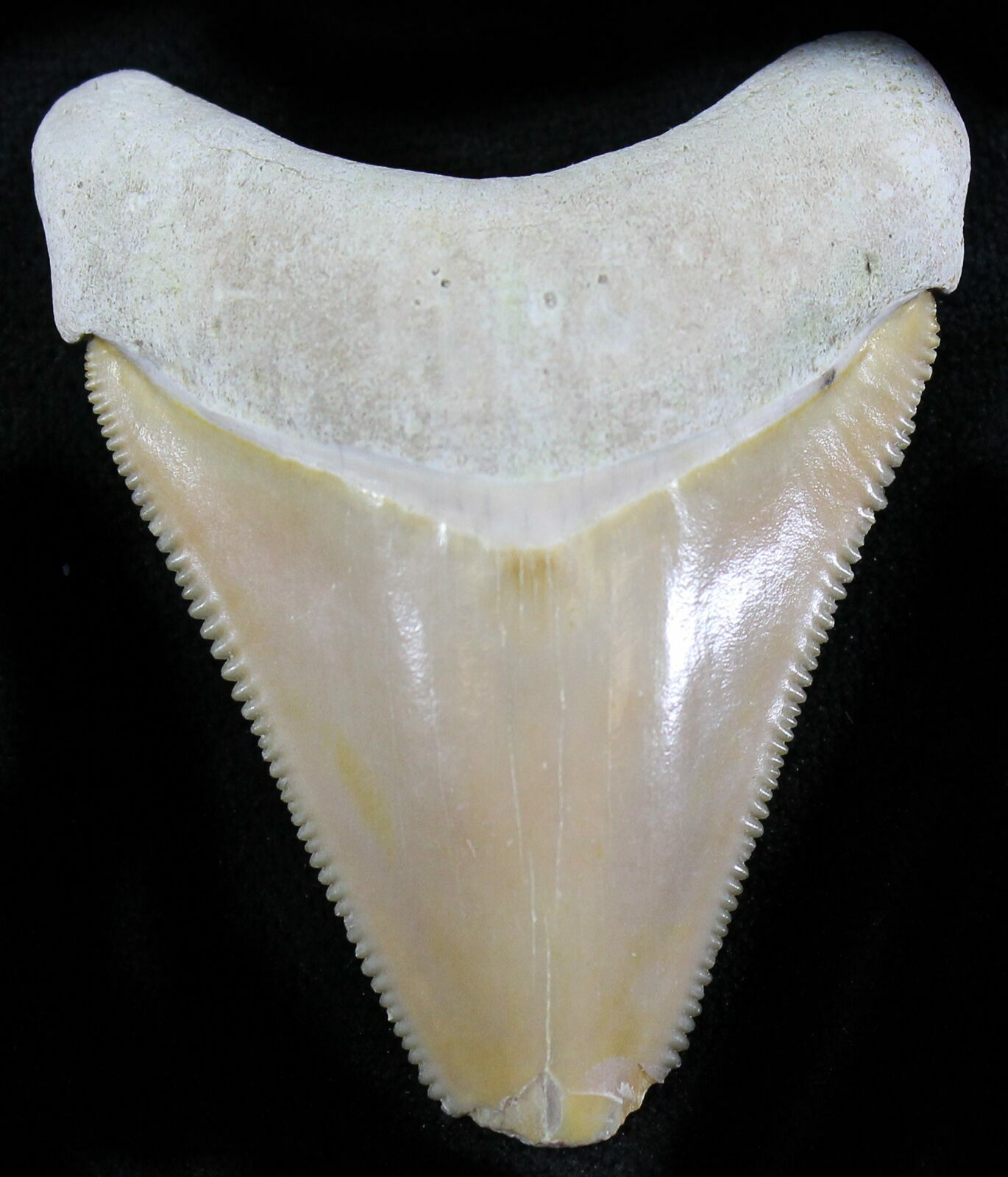 Serrated 1.91" Bone Valley Megalodon Tooth (#23456) For Sale ...