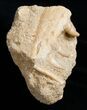 Halisaurus (Unusual Mosasaur) Jaw Section (#3406) For Sale - FossilEra.com