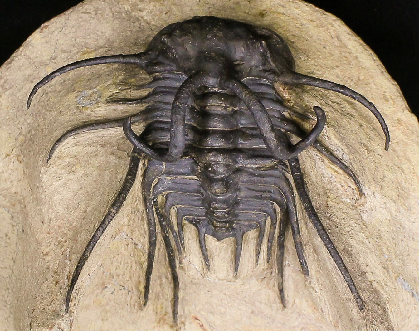 2.7" Dicranurus Monstrosus Trilobite For Sale (#18576) - FossilEra.com