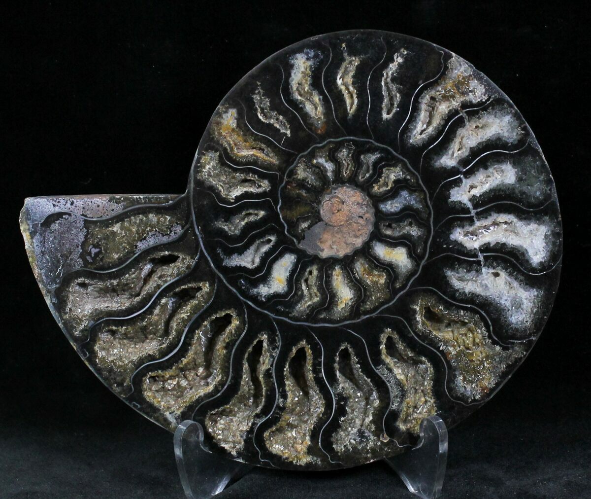 Beautiful Black Ammonite - 5.3 Inches (Half) (#23909) For Sale ...