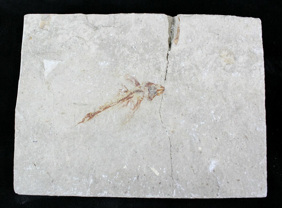 Fossil Flying Fish (Exocoetoides) - Lebanon (#24074) For Sale ...
