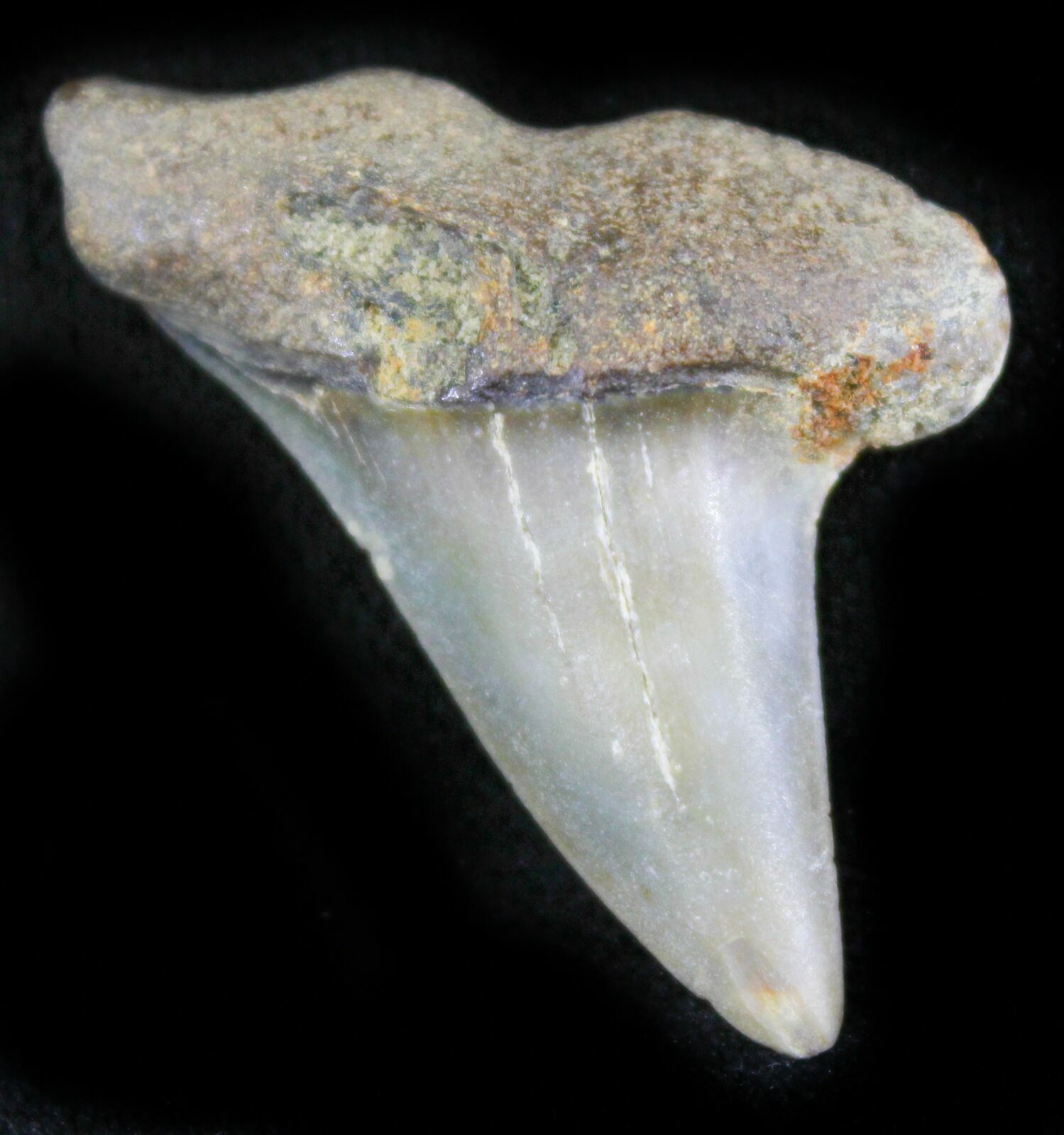 1.5" Fossil Mako (Isurus) Shark Tooth - Belgium (#24382) For Sale ...