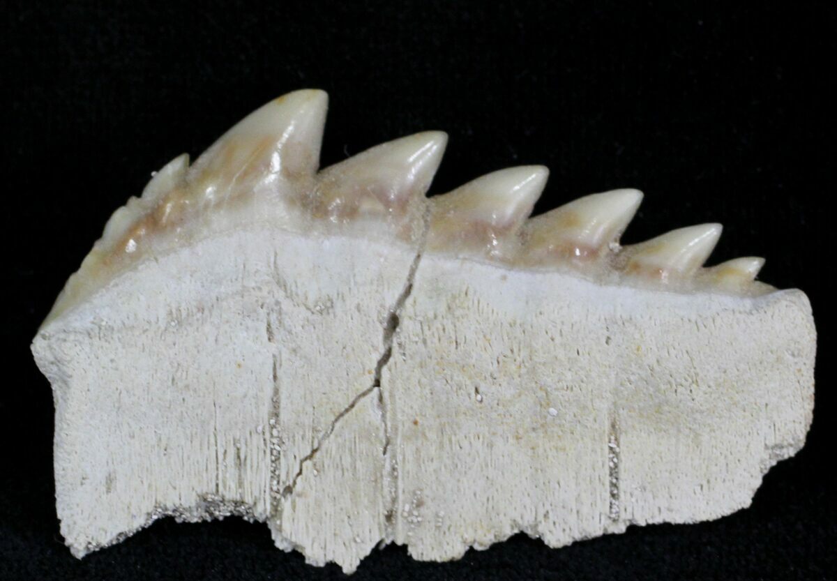 1.56" Fossil Cow Shark (Notorynchus) Tooth - Morocco (#24507) For Sale ...