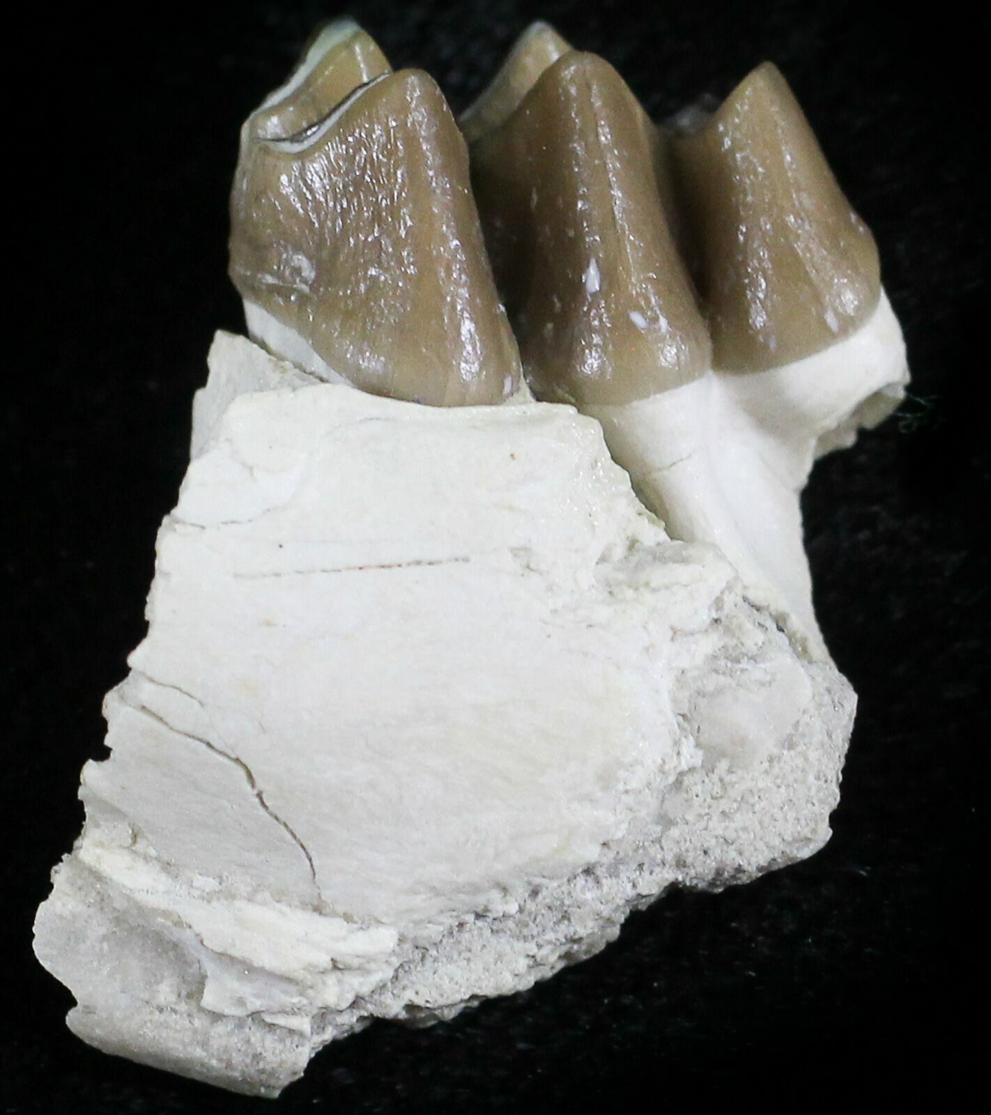 Oligocene Ruminant (Leptomeryx) Jaw Section (#25093) For Sale ...
