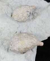 7.5" Caryocrinites Cystoid From New York For Sale (#12253) - FossilEra.com