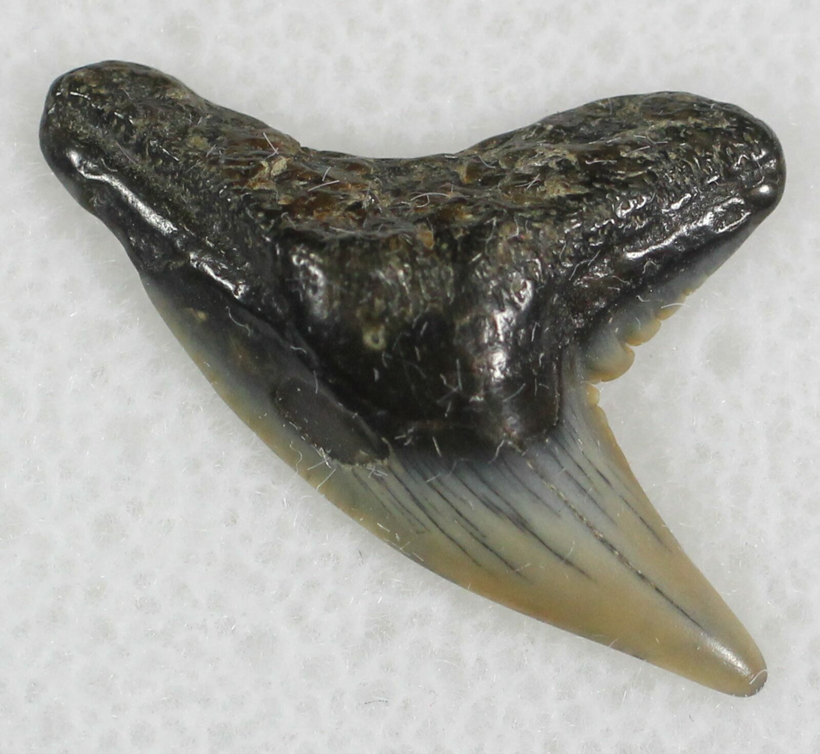 0.82" Fossil Tiger Shark Tooth - Virginia (#25290) For Sale - FossilEra.com