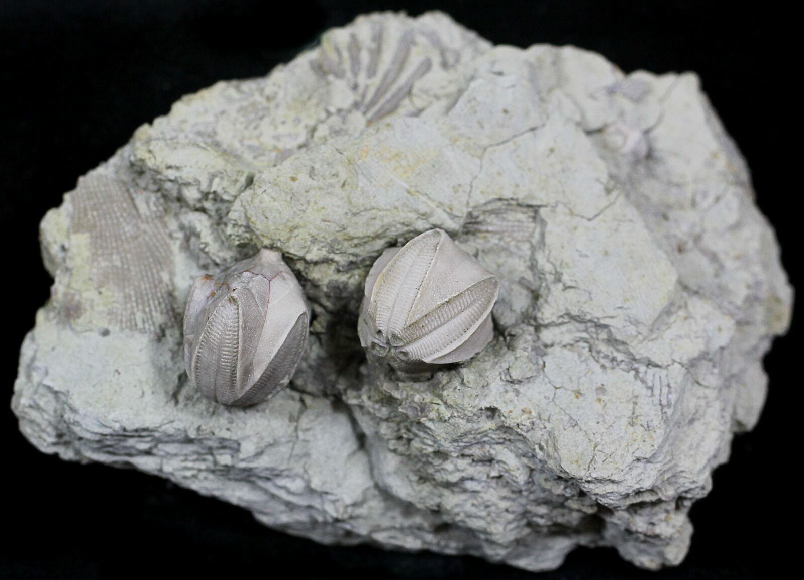 Blastoid (Pentremites) Fossils - Illinois (#25425) For Sale - FossilEra.com