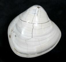 Fossils For Sale - Under $50 - FossilEra.com