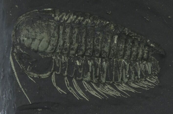 Pyritized Triarthrus Trilobite With Legs! - New York (#26433) For Sale ...