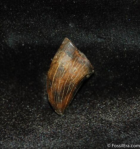 Two Dromaeosaur Raptor Teeth - Montana (#449) For Sale - FossilEra.com