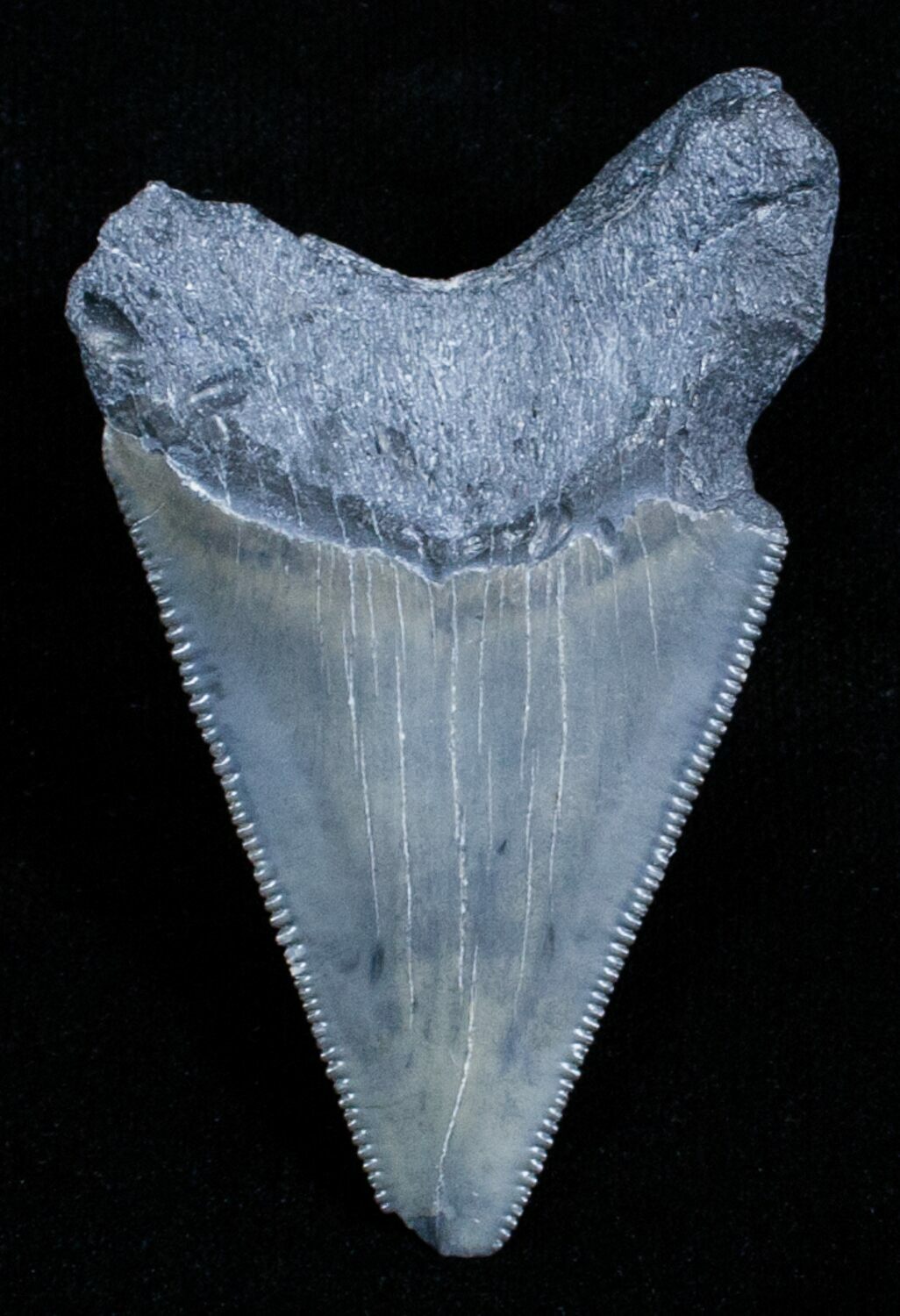 2.1 Inch Bone Valley Megalodon Tooth (#3545) For Sale - FossilEra.com