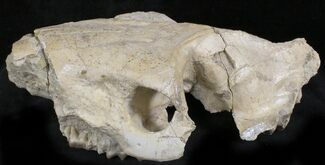 Mammal Fossils For Sale - FossilEra.com