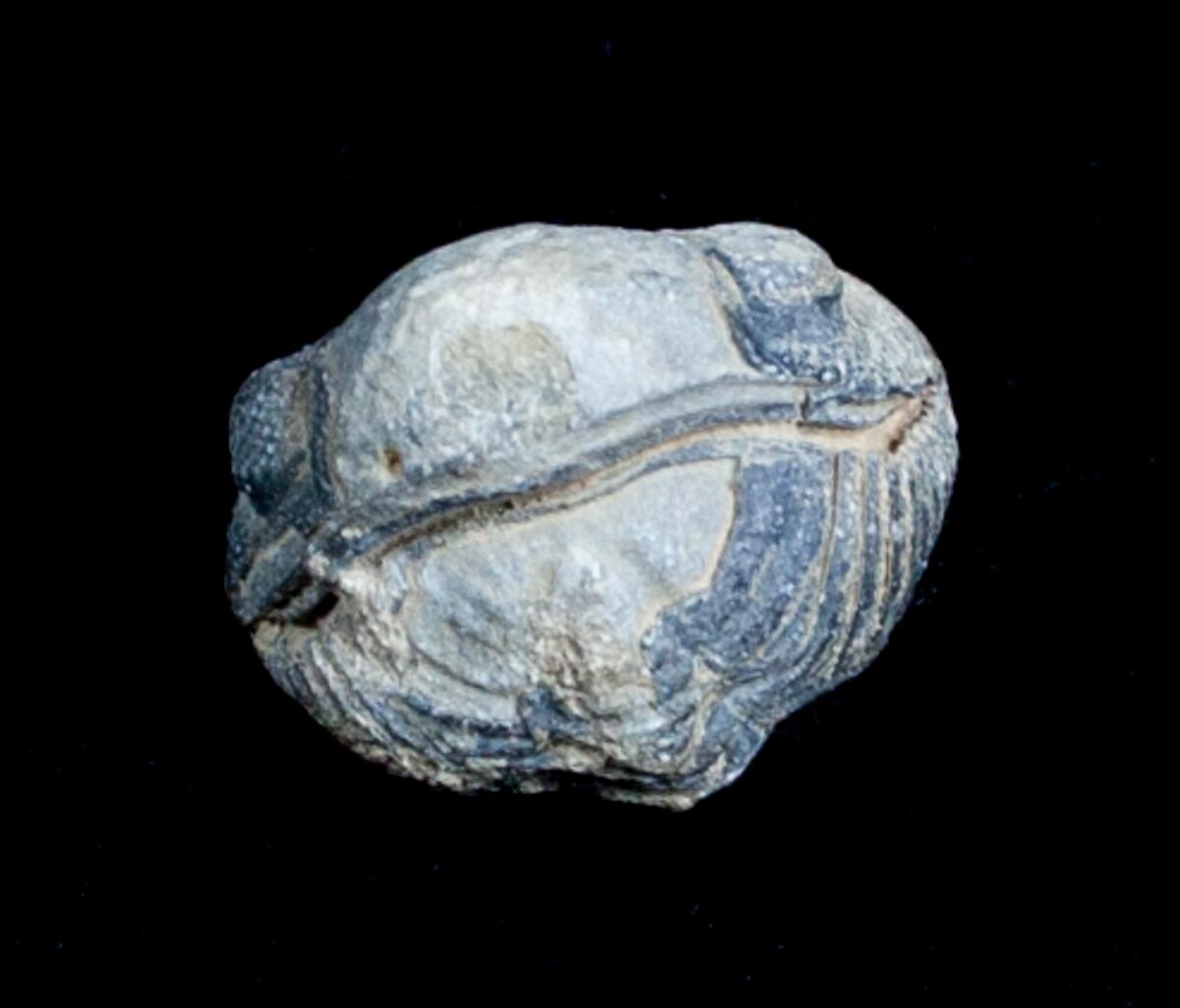 Bargain Enrolled Phacops From Morocco (#3581) For Sale - FossilEra.com
