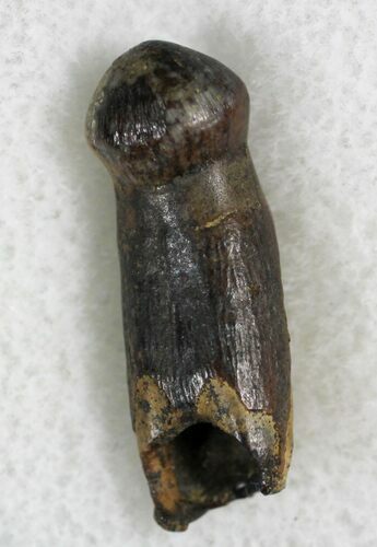 Rooted Alligatoroid (Brachychampsa) Tooth - Montana (#28053) For Sale ...