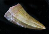 Gorgeous .85" Phytosaur (Redondasaurus) Tooth - Arizona (#28276) For ...