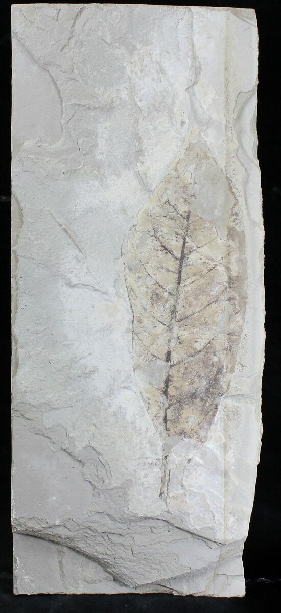 6.7" Allophylus Leaf Fossil - Green River Formation (#28295) For Sale ...