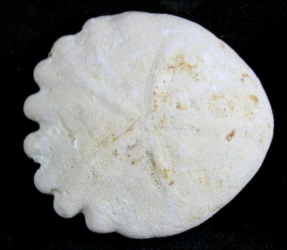 Fossil Sand Dollar (Heliophora) - Boujdour, Morocco (#28526) For Sale ...
