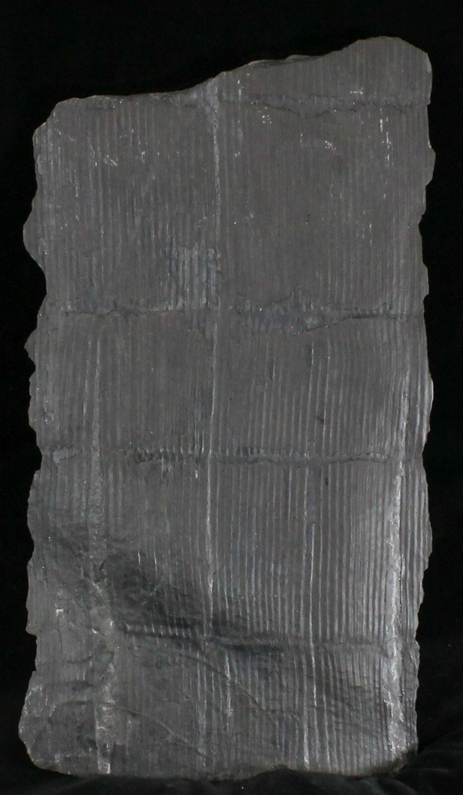 9 1/2" Long Calamites Trunk Section - West Virginia (#28554) For Sale ...
