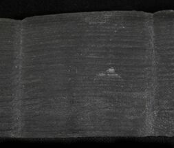Plant Fossils For Sale - FossilEra.com