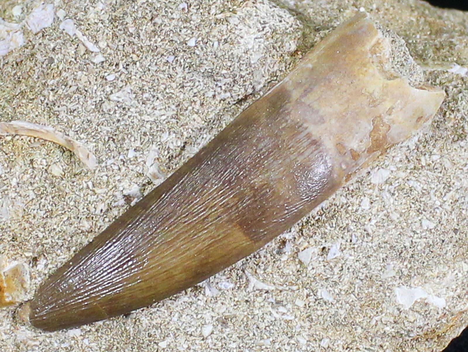 Bargain 2" Fossil Plesiosaur Tooth In Matrix (#28644) For Sale ...