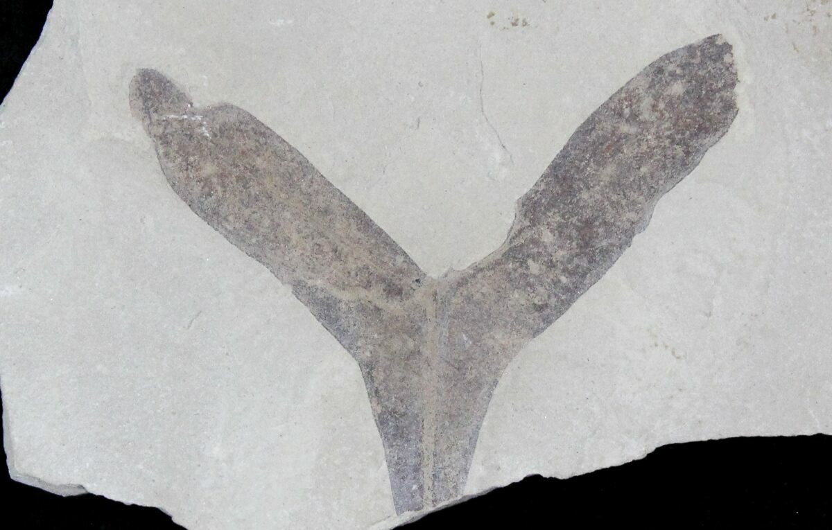 Fossil Balloon Vine Leaf - Green River Formation (#29081) For Sale ...