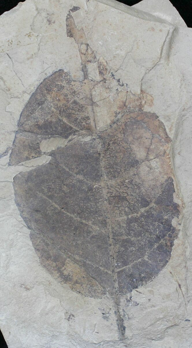 3.8" Fossil Birch Leaf (Betula) - Green River Formation (#29187) For ...