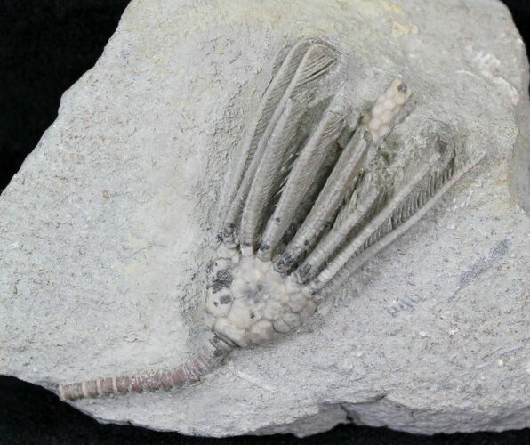 Detailed Macrocrinus Crinoid Fossil - Indiana (#29388) For Sale ...