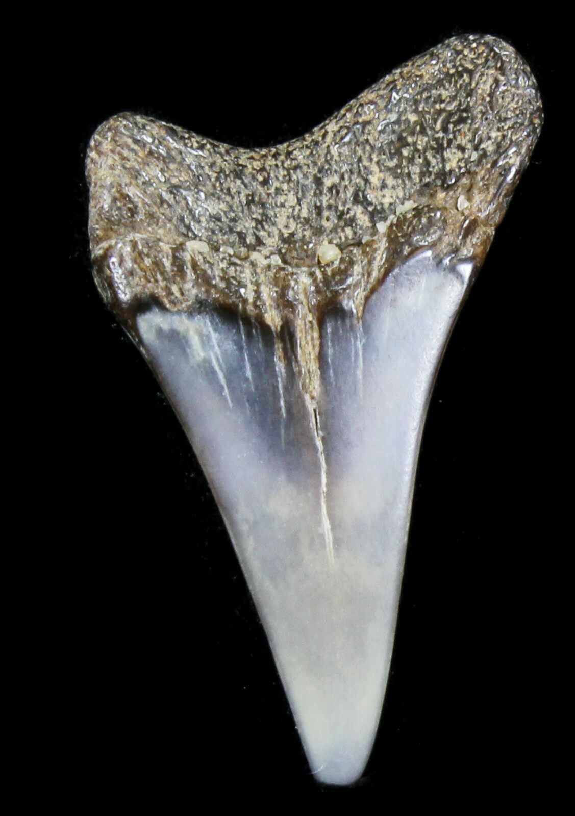 Bargain 1.2" Fossil Mako Tooth - Maryland (#29938) For Sale - FossilEra.com