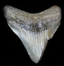 Near Flawless Calvert Cliffs Megalodon Tooth For Sale (#3697 ...