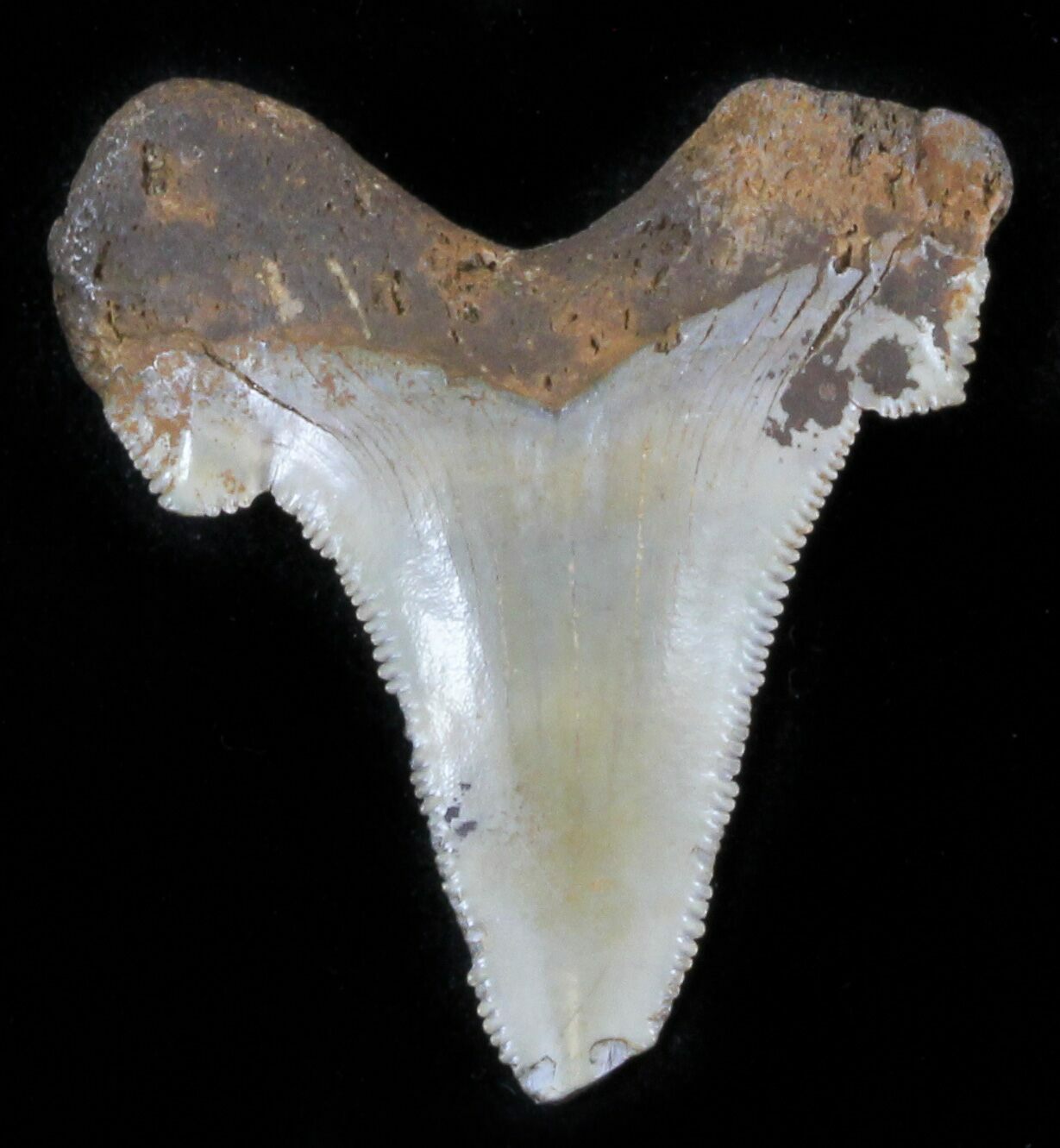 Bargain 1.63" Angustidens Tooth - Megalodon Ancestor (#30184) For Sale ...
