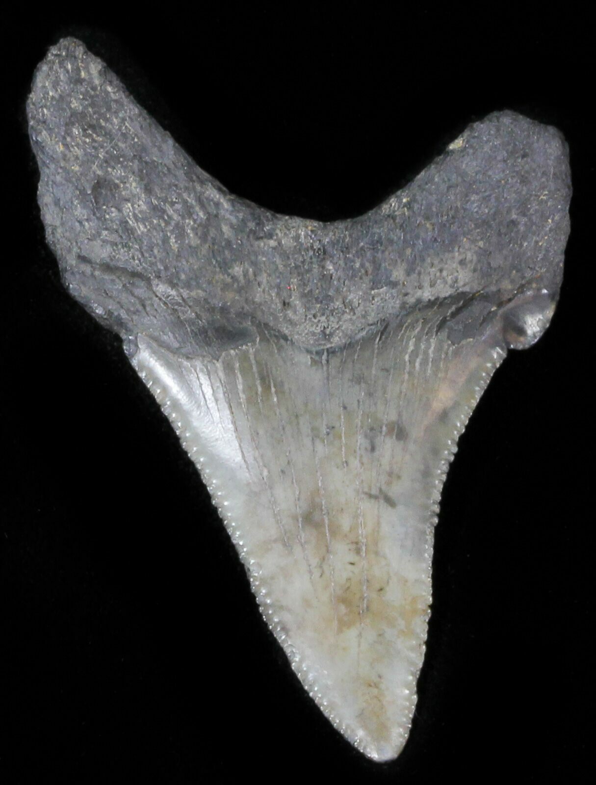 Bargain 2.21" Angustidens Tooth - Megalodon Ancestor (#30193) For Sale ...