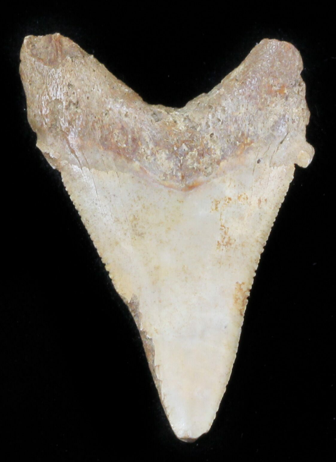 Bargain 1.89" Angustidens Tooth - Megalodon Ancestor (#30199) For Sale ...