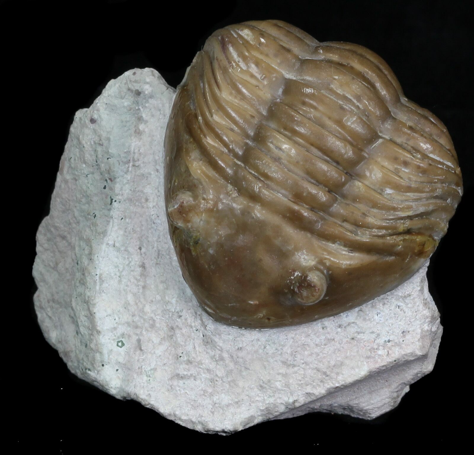 Bargain Asaphus Lepidurus Trilobite - Russia (#30481) For Sale ...