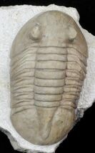 Russian Trilobites For Sale - FossilEra.com
