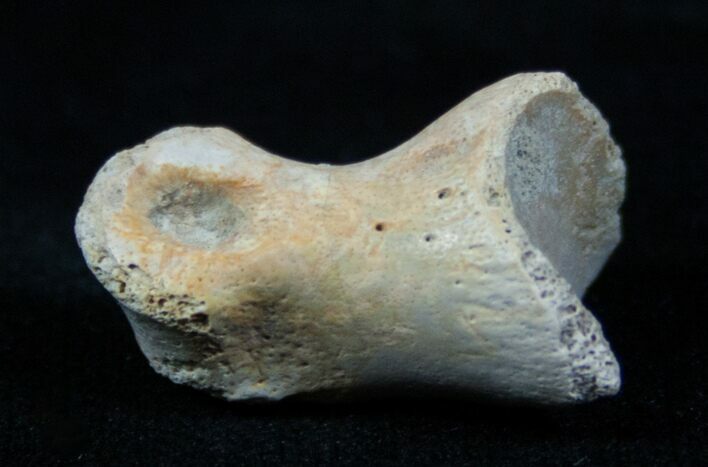 Theropod (Raptor) Toe Bone - Two Medicine Formation (#3838) For Sale ...