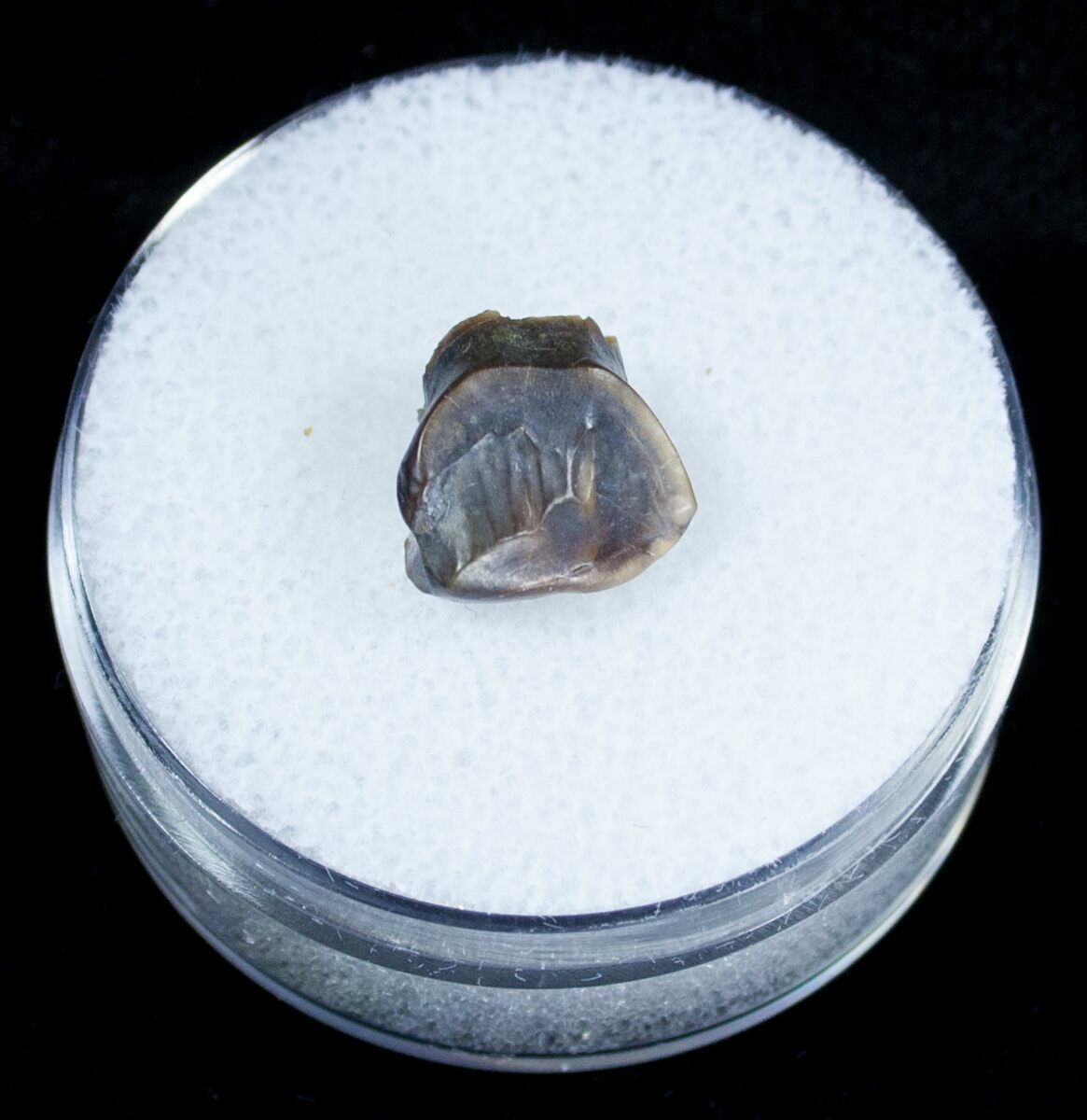 Armored Ankylosaur Tooth - Two Medicine Formation (#3877) For Sale ...