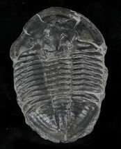 Great Modocia Typicalis - Marjum Formation For Sale (#1917) - FossilEra.com