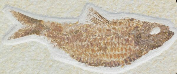 Knightia Fossil Fish For Sale - FossilEra.com